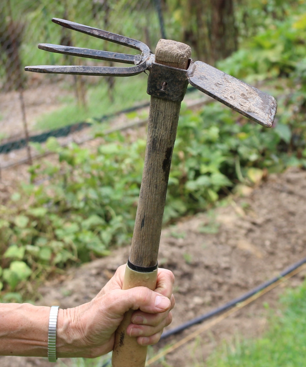 Getting Your Fall Garden Underway – Arkansas Local Food Network
